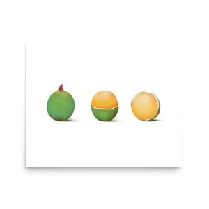 Quenepas Poster/ Quenepas Drawing/ Guinep/ Caribbean Fruit/ Mamoncillo ...