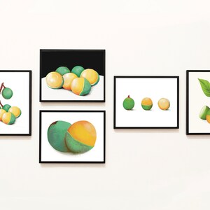 Quenepas Poster/ Quenepas Drawing/ Guinep/ Caribbean Fruit/ Mamoncillo ...