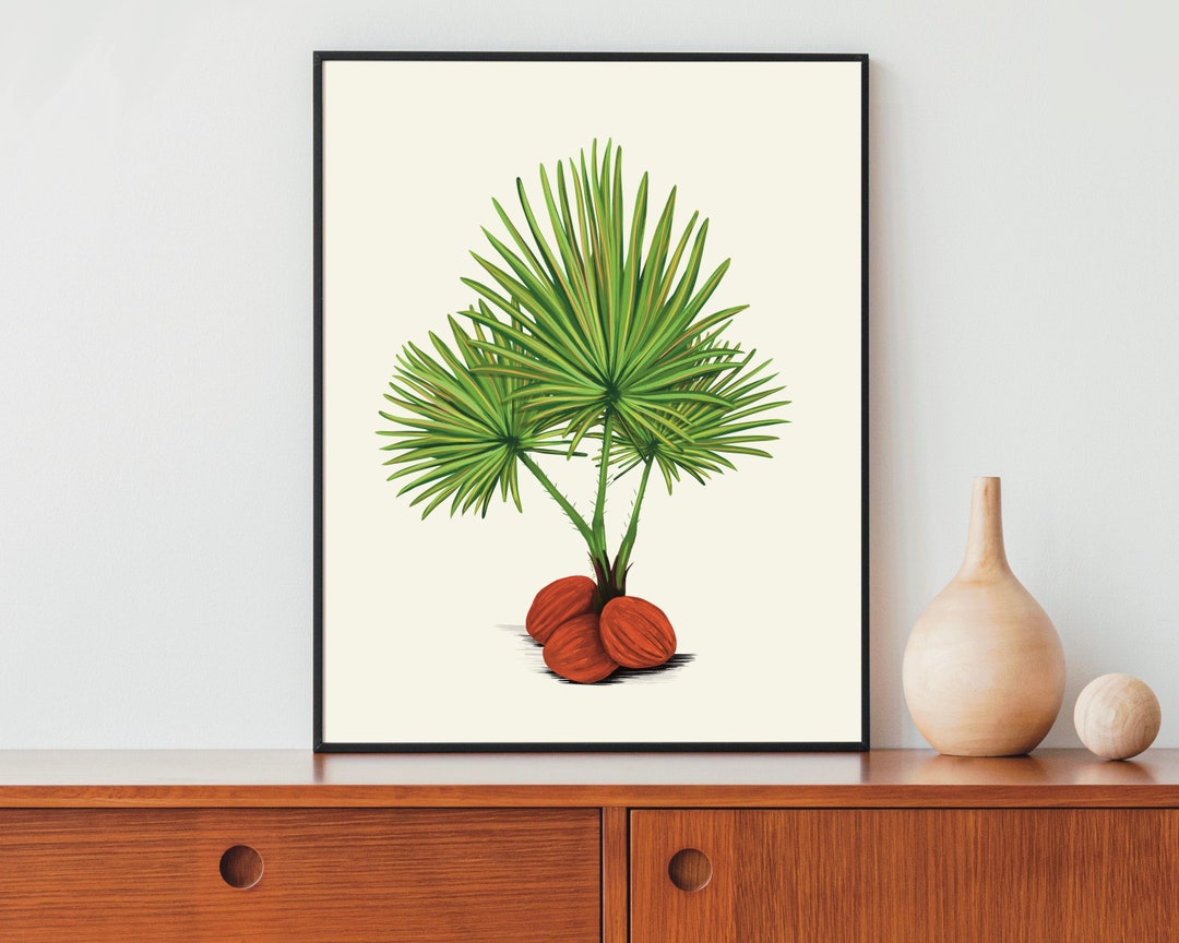 Tropical Fan Palm Drawing Poster/botanical Art/coconuts - Etsy