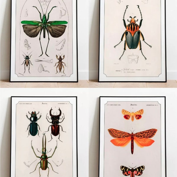Insect Art - Etsy