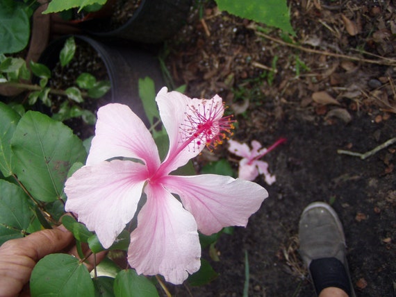 Hibiscus Weeping Albo Lacinatus Tropical Hibiscus Plant - Etsy