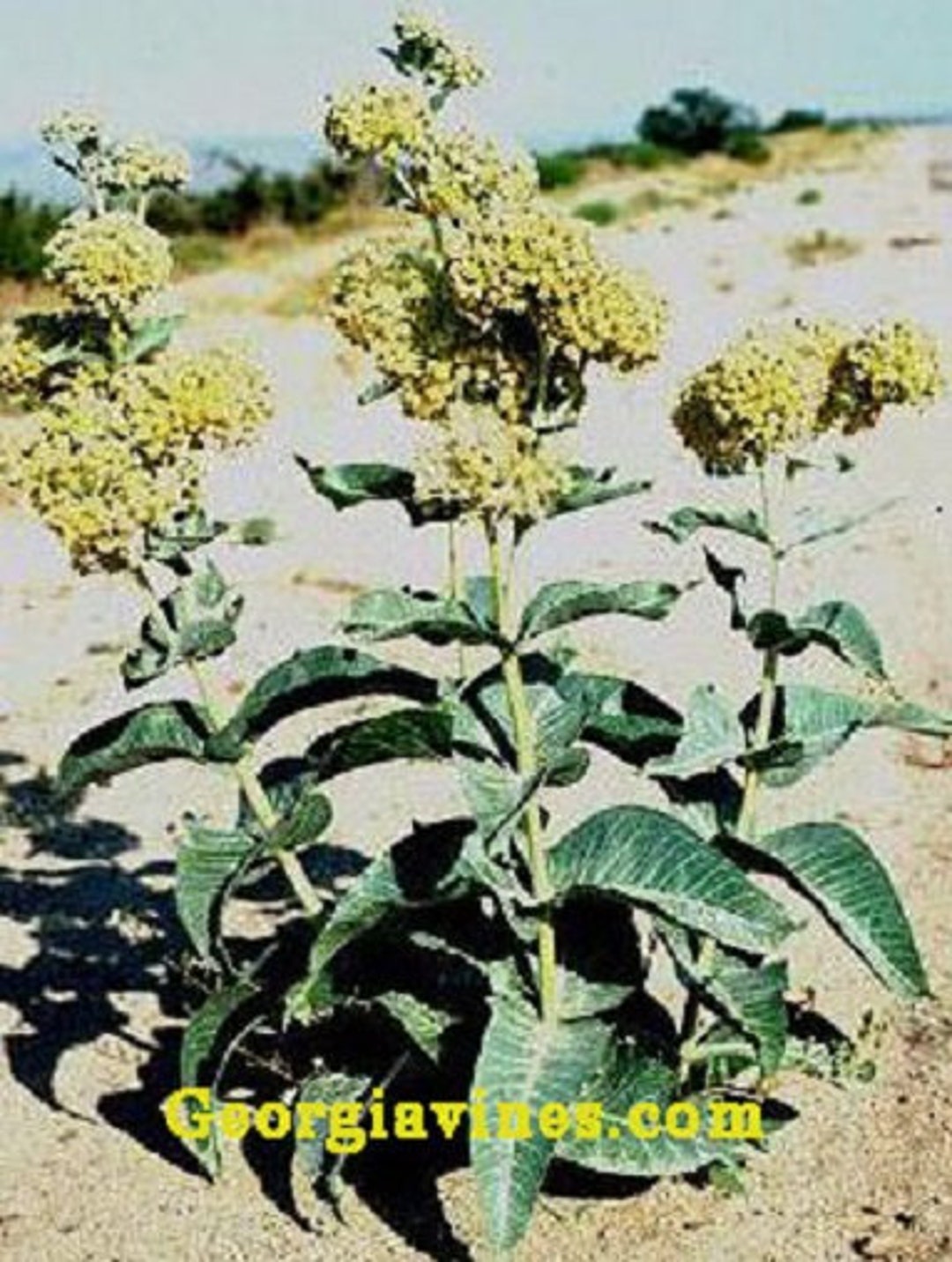 Desert Milkweed | Asclepias Erosa | 5 Seeds - Etsy