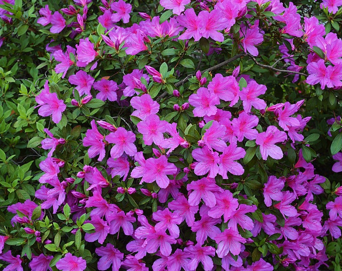 Rhododendron Azalea Formosa Purple Gallon Plant - Etsy