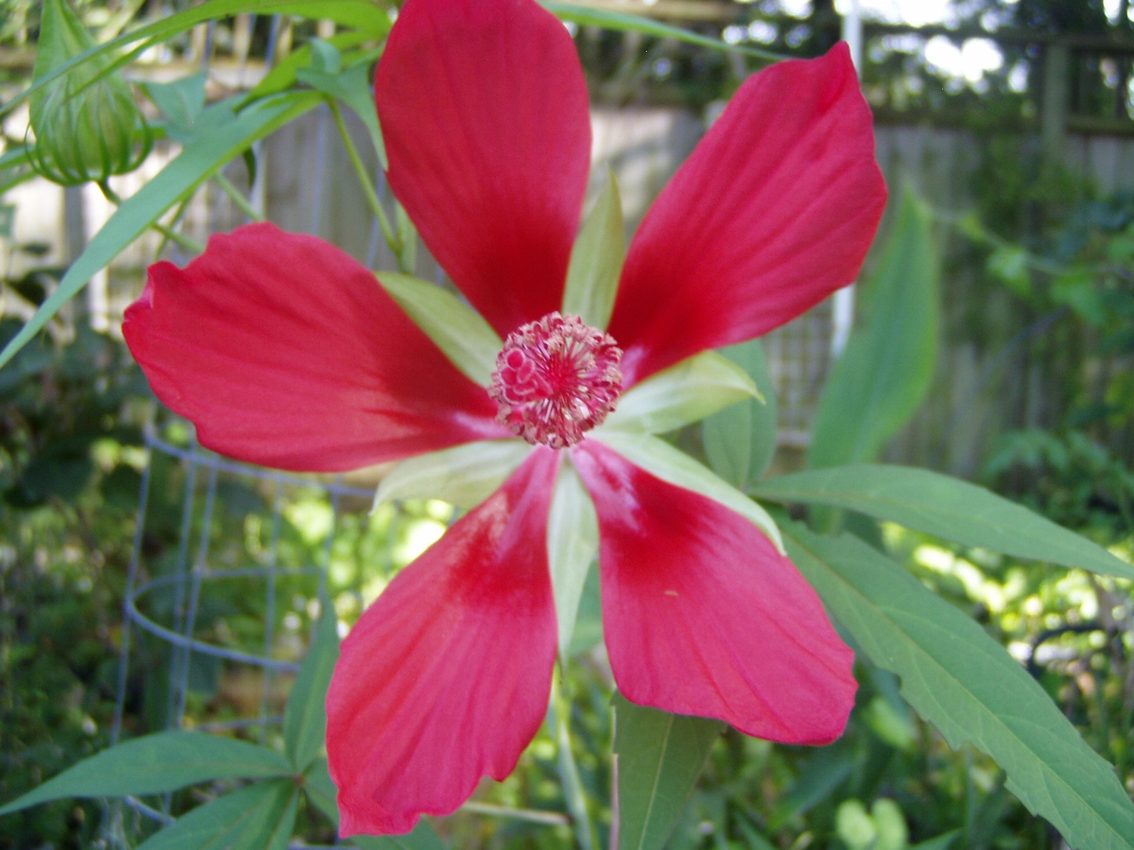 Hibiscus Coccinea Red Texas Star Quart Plant | Etsy