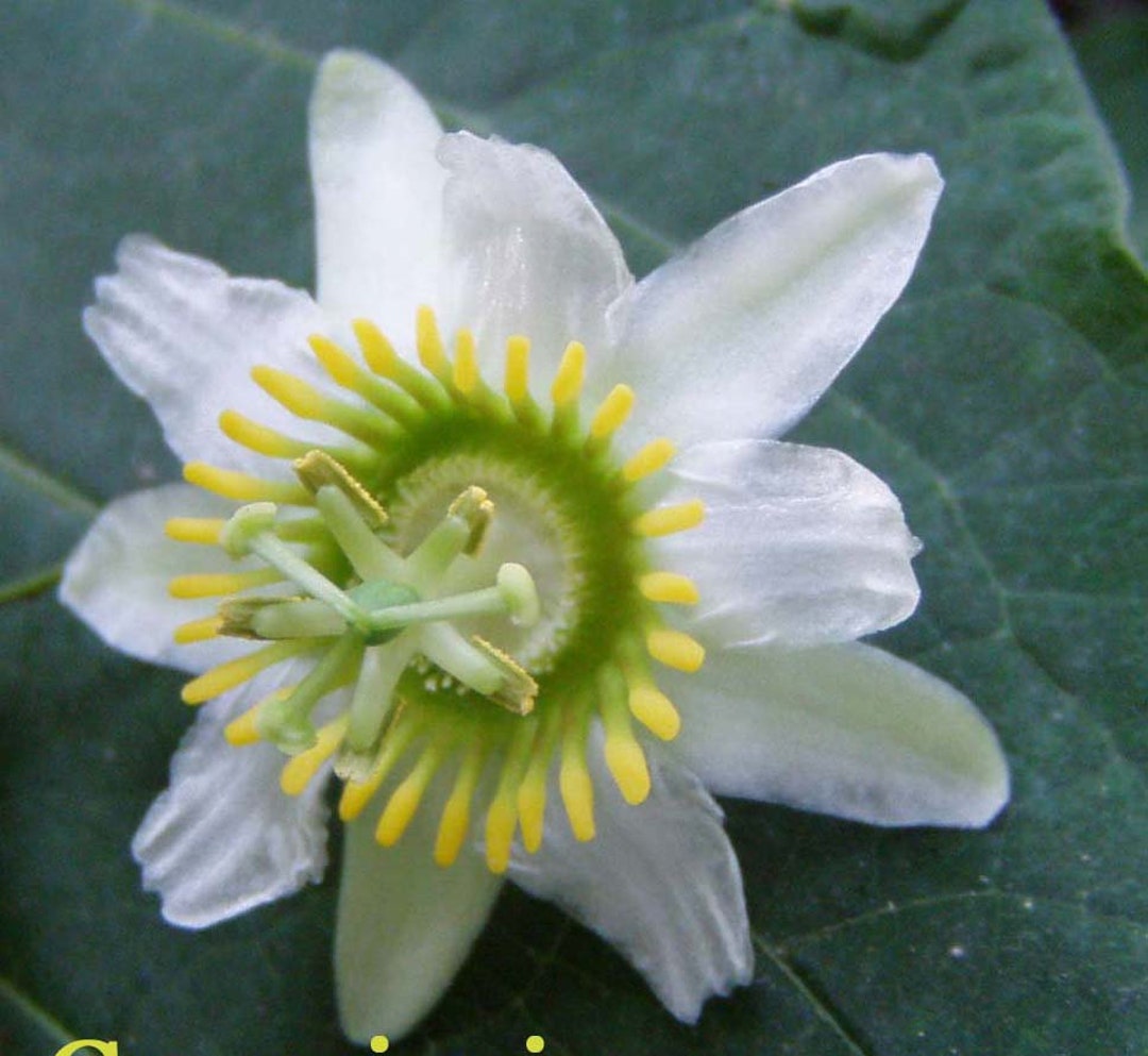 Passiflora Biflora 10 Seeds - Etsy