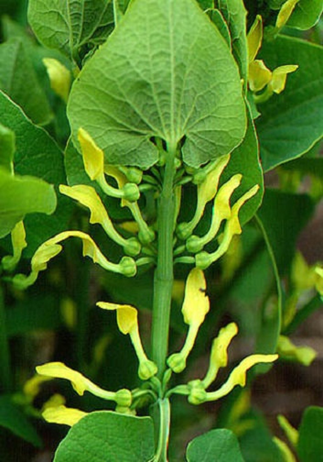 Creeping Dutchman Pipe Aristolochia Clematitis 10 Seeds - Etsy