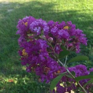 Dwarf Crape Myrtle Purple Velvet 20 Seeds - Etsy
