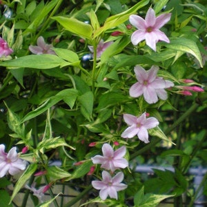 Jasminum Stephanense (oleaceae) Pink Summer Jasmine Quart Plant - Etsy