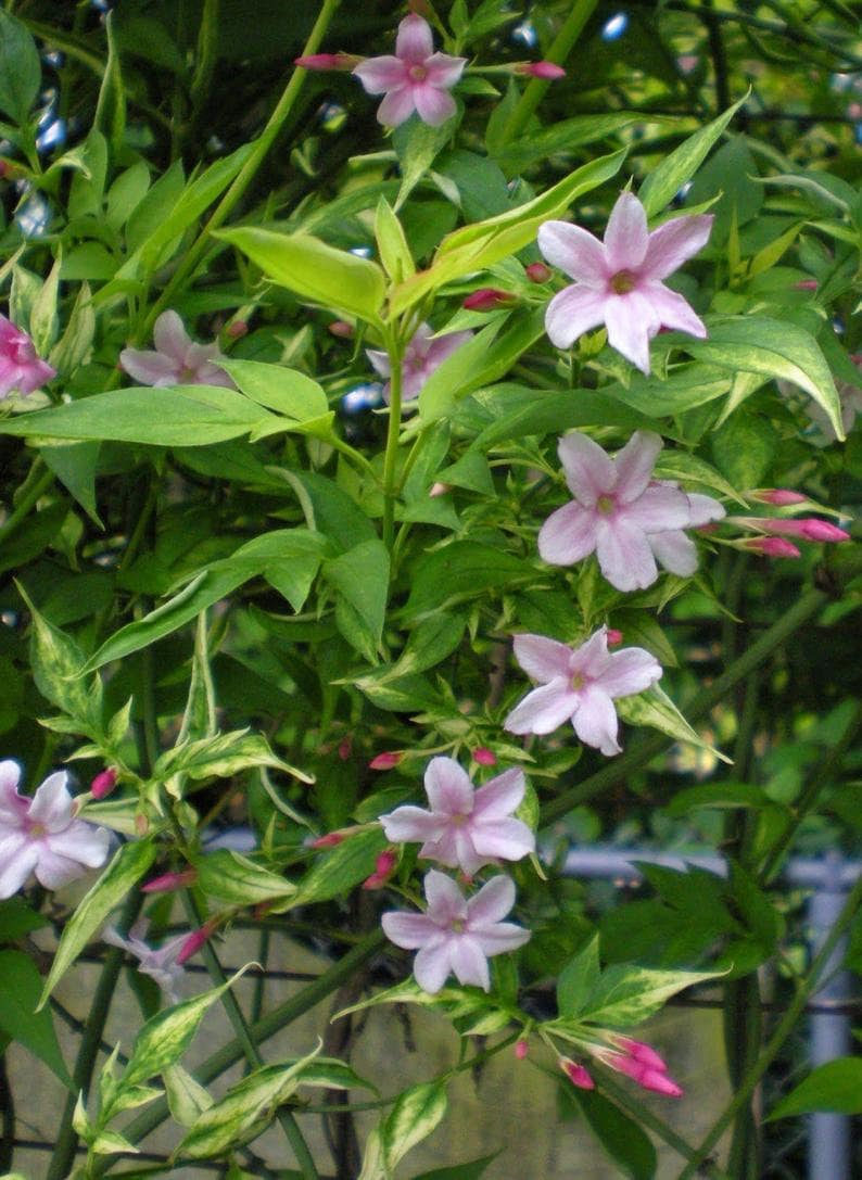 Jasminum Stephanense (oleaceae) Pink Summer Jasmine Quart Plant - Etsy