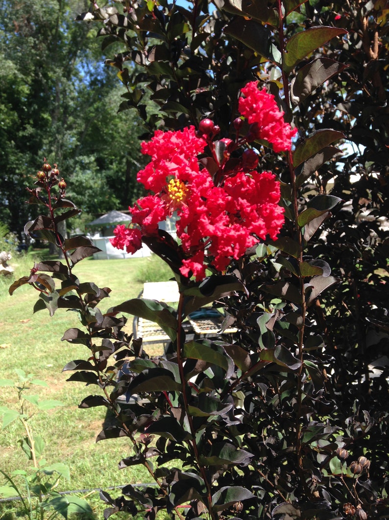 Crape Myrtle Ebony Diamond Red Fire Lagerstroemia 10 Seeds - Etsy
