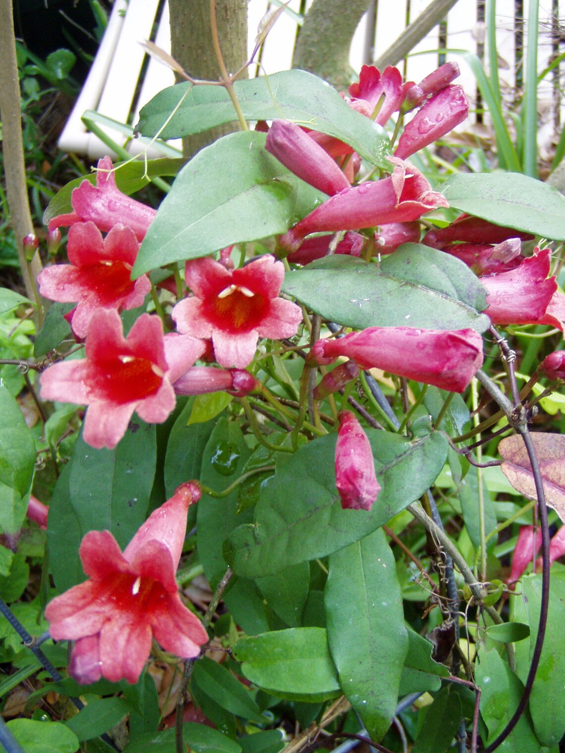 Bignonia capreolata var. atrosanguinea Crossvine Pint Plant | Etsy