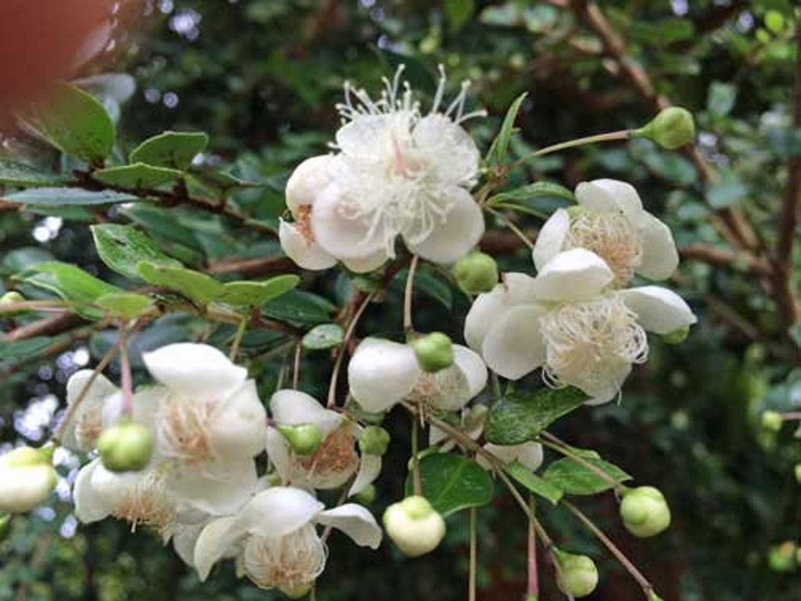 Ugni Molinae | Chilean Guava | Strawberry Myrtle | 10 Seeds - Etsy
