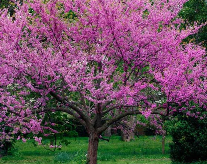 Cercis Canadensis Var. Texensis Oklahoma |texas Redbud| 5 Seeds - Etsy