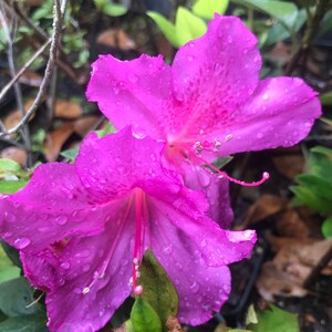 Rhododendron Azalea Formosa Purple Gallon Plant - Etsy