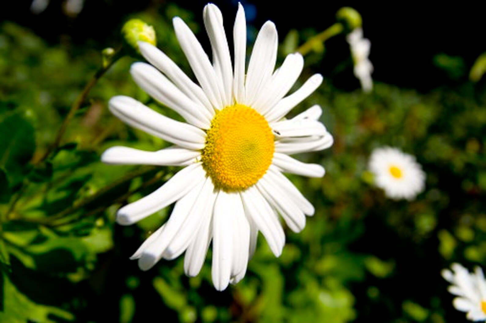 Montauk Daisies Nippon Daisies 10 Seeds - Etsy