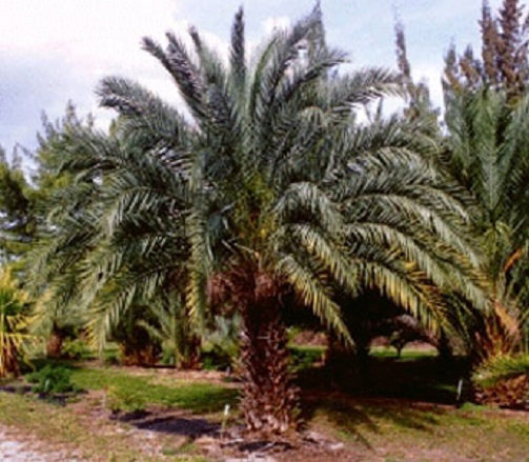 Phoenix Dactylifera True Date Palm 10 Seeds - Etsy