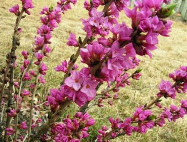 Garland Flower Daphne Mezereum Paradise 8 Seeds - Etsy