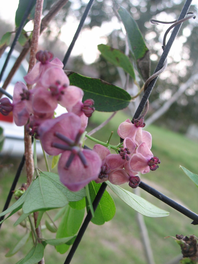 Akebia Quinata Chocolate Vine 10 Seeds - Etsy