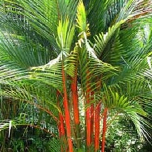 Cyrtostachys Lakka Sealing Wax Palm 5 Seeds - Etsy