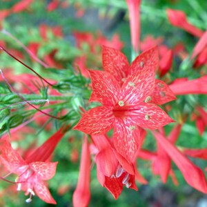 Ipomopsis Aggregata Skyrocket Trumpet 10 Seeds - Etsy