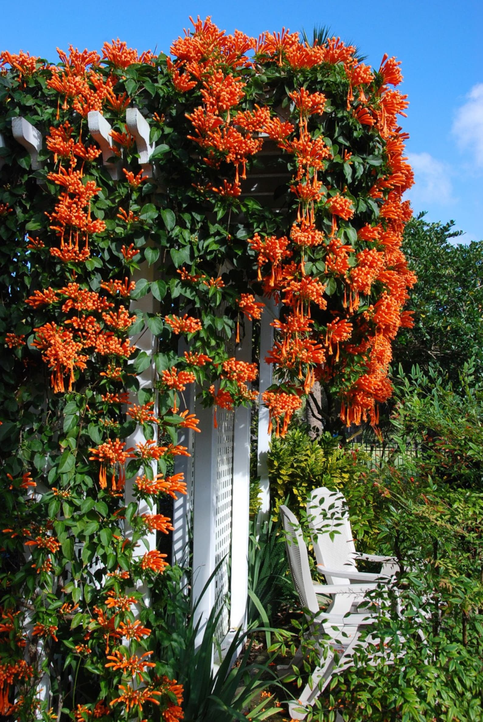 Pyrostegia venusta Flaming Trumpet Quart Plant | Etsy