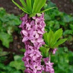 Garland Flower Daphne Mezereum Paradise 8 Seeds - Etsy