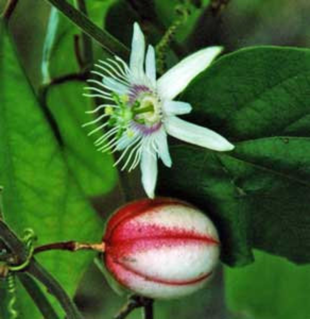 Linnaeus Passiflora Rubra 10 Seeds - Etsy Canada