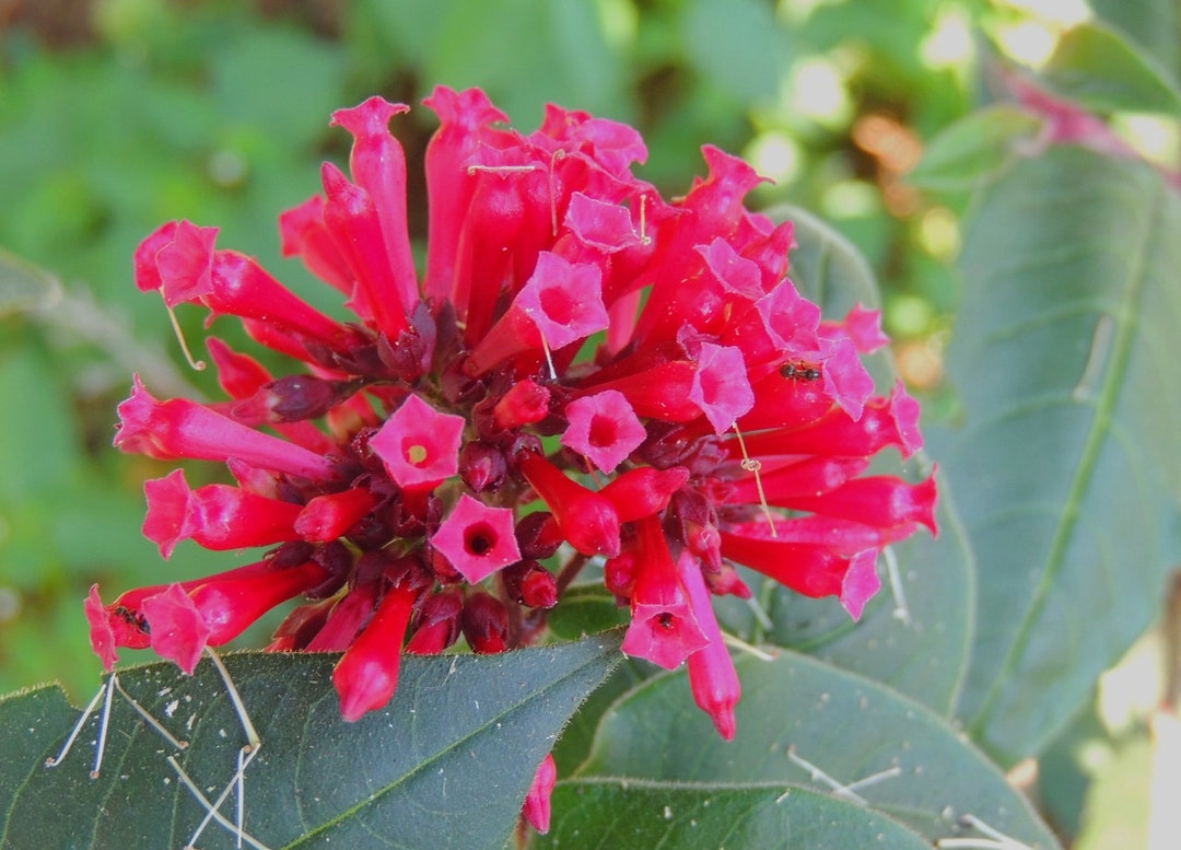 Cestrum Elegans Ruby Red 10 Seeds - Etsy