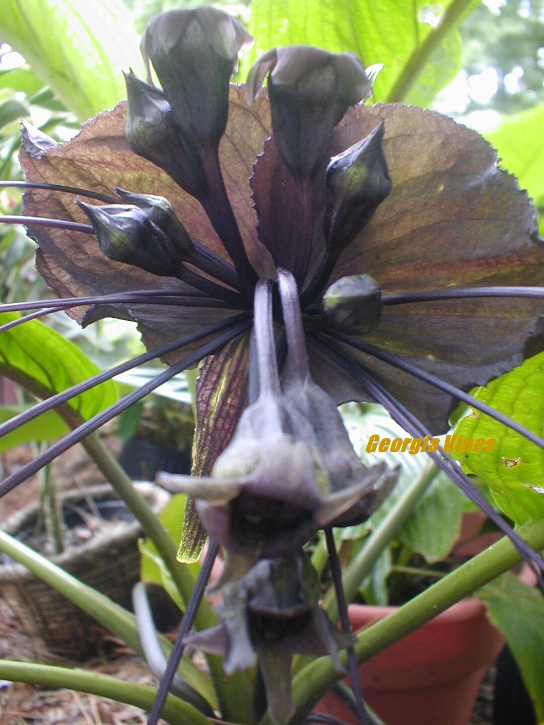 Tacca Chantrieri | BLACK BEAUTY | BAT | 10 Seeds - Etsy
