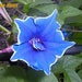 Blue Picotee Morning Glory Ipomoea Japanese 10 Seeds - Etsy