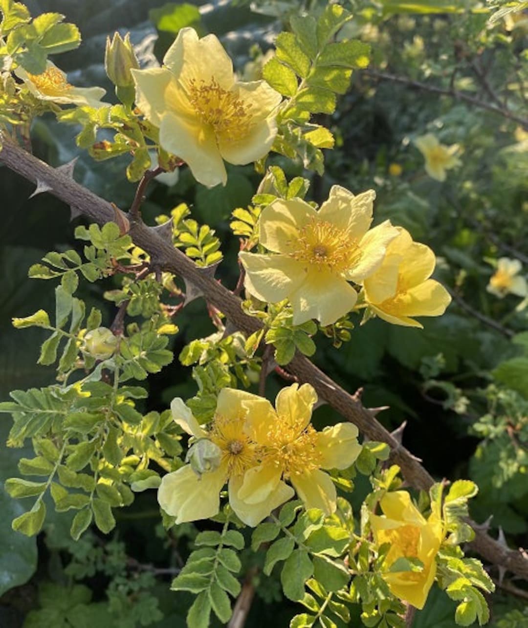 Canary Bird Rose Rosa Xanthina Manchu Rose 10 Seeds - Etsy