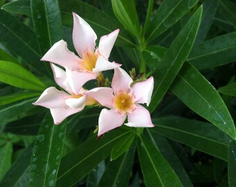 Dwarf Oleander - Etsy