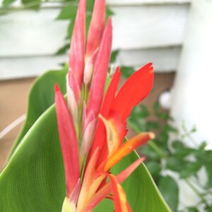 Canna Patens | Indica Red and Gold Indian Shot | 5 Seeds - Etsy