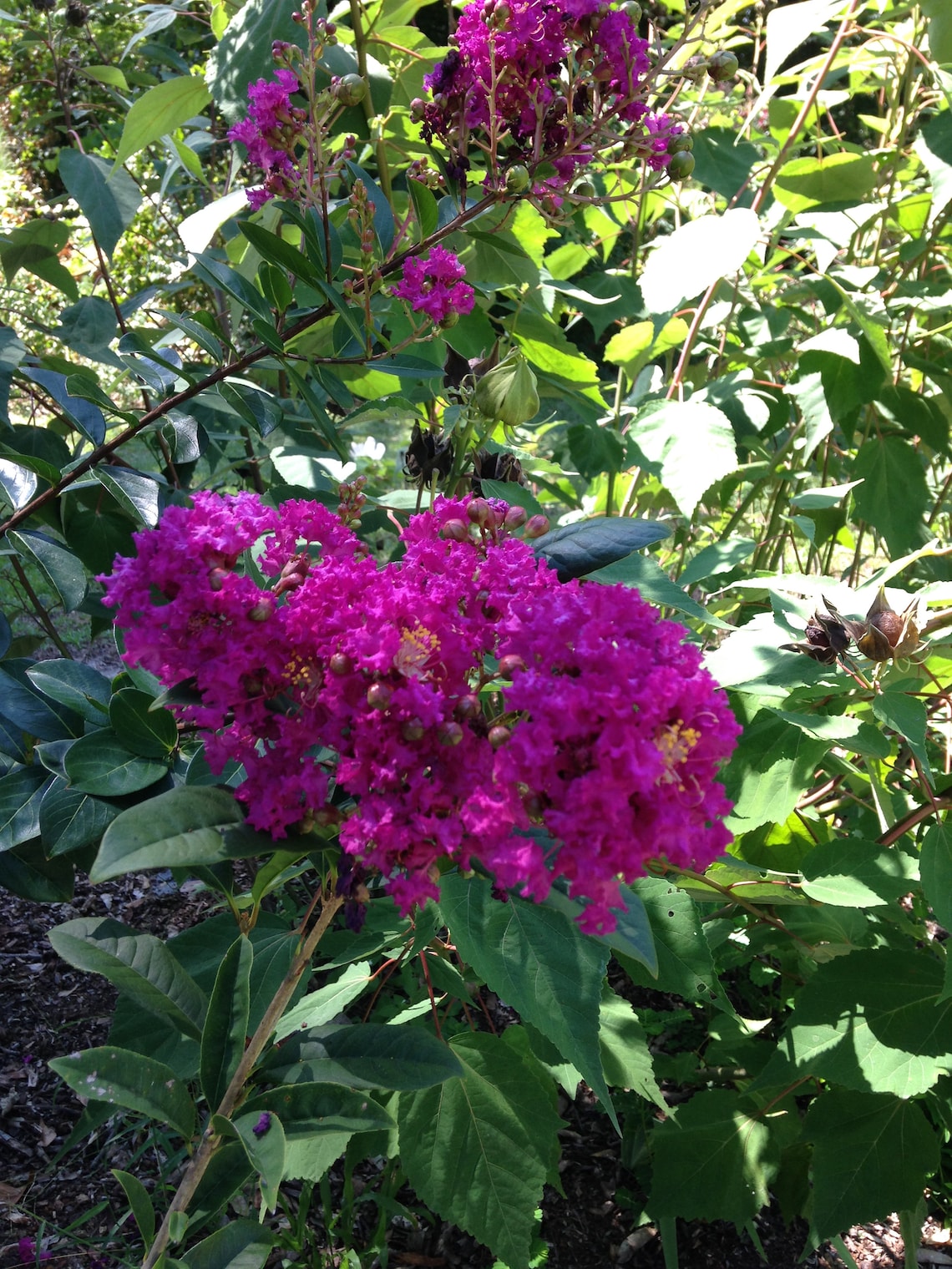 Crepe Myrtle Lagerstroemia cv. Miss Sandra plant | Etsy
