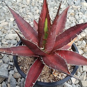 Red Agave Agave Kerchovei Huajuapan Red 5 Seeds - Etsy