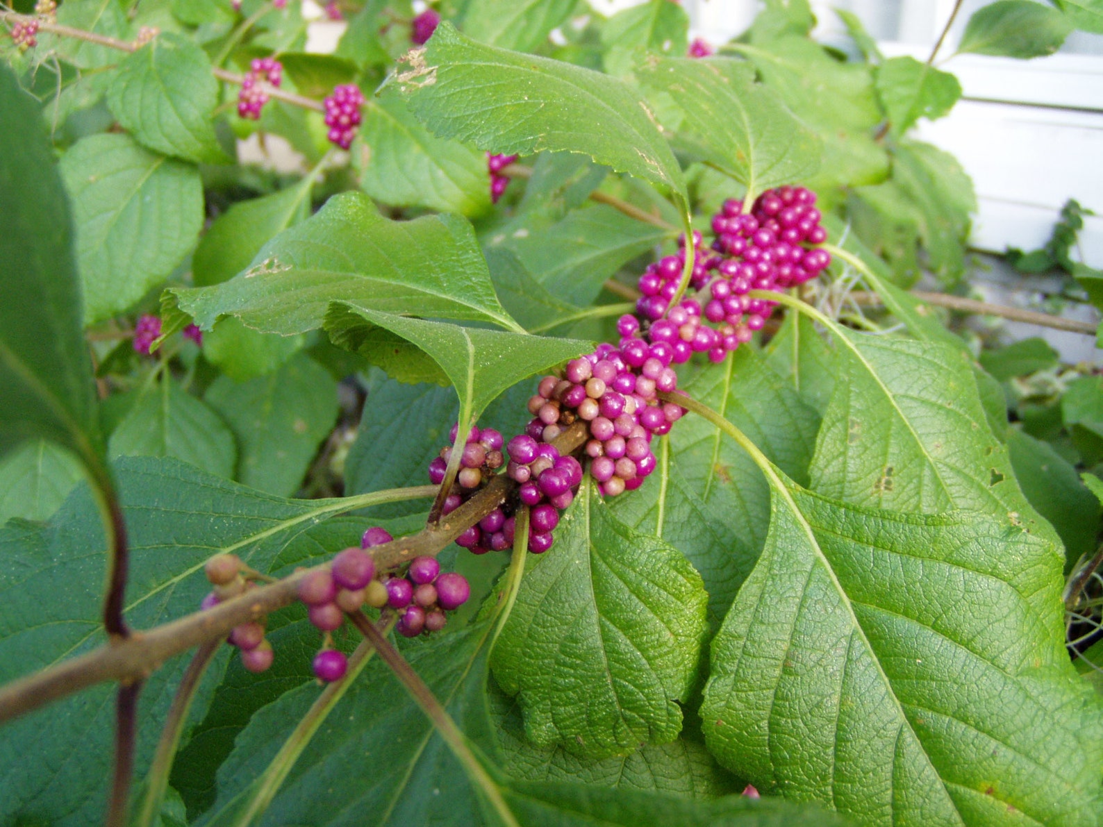 Callicarpa Americana Beauty Berry Bush French Mulberry Quart - Etsy