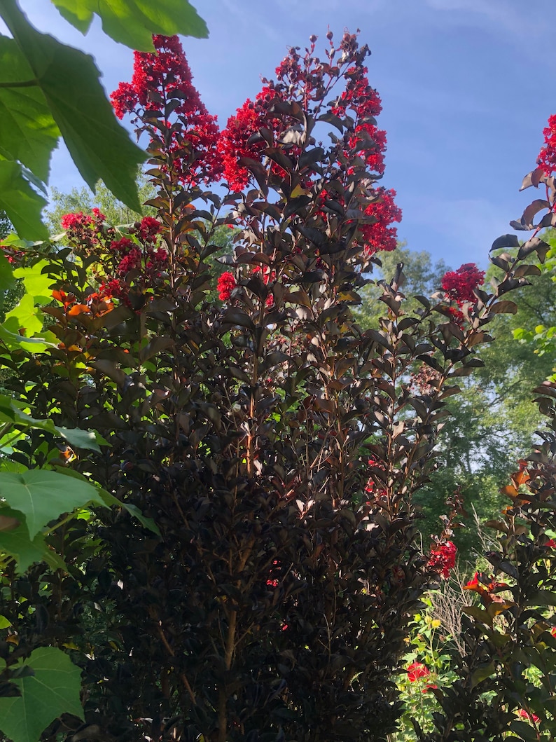 Crape Myrtle Ebony Diamond Red Fire Lagerstroemia 10 Seeds - Etsy