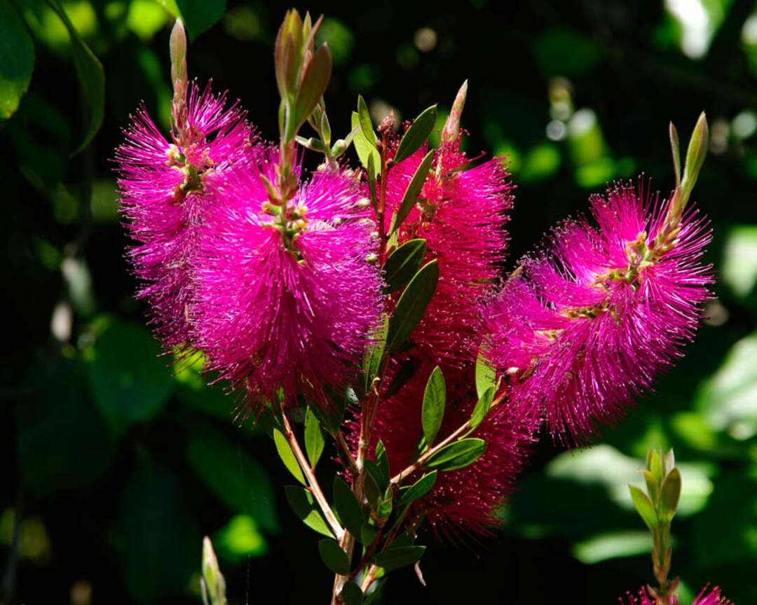 Callistemon Violaceus Violet Bottlebrush 20 Seeds - Etsy