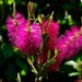Callistemon Violaceus Violet Bottlebrush 20 Seeds - Etsy