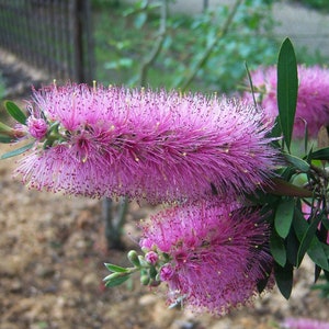 Callistemon Violaceus Violet Bottlebrush 20 Seeds - Etsy