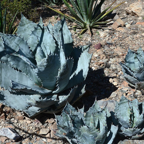 Agave Seeds - Etsy