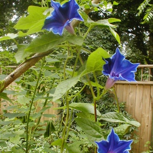 Blue Picotee Morning Glory Ipomoea Japanese 10 Seeds - Etsy