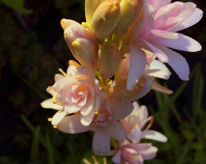 Tuberoses Polianthes Double Pink Sapphire Quart Plant - Etsy