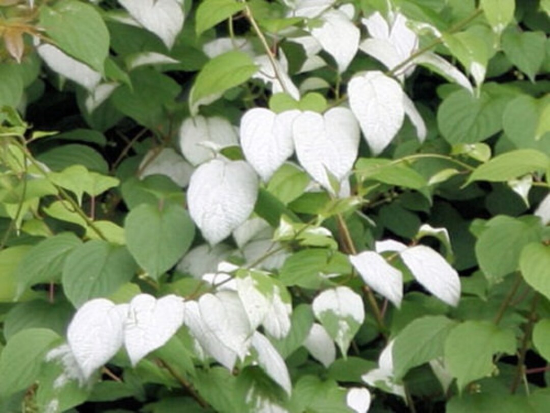 Actinidia Polygama Silver Vine 10 Seeds From USA - Etsy