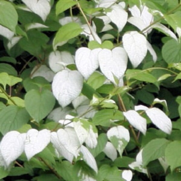 Silver Vine Plant - Etsy