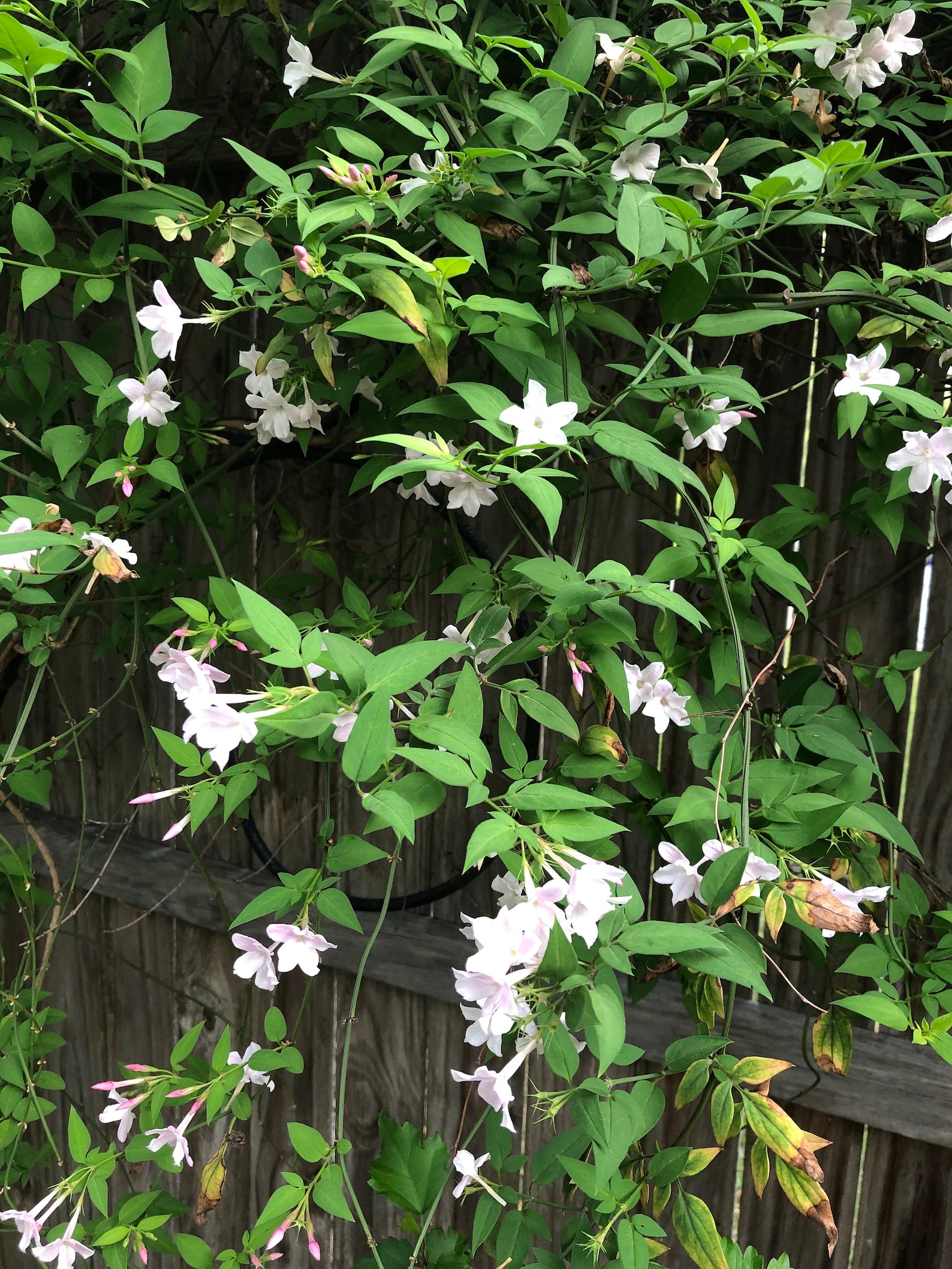 Jasminum Stephanense (oleaceae) Pink Summer Jasmine Quart Plant - Etsy
