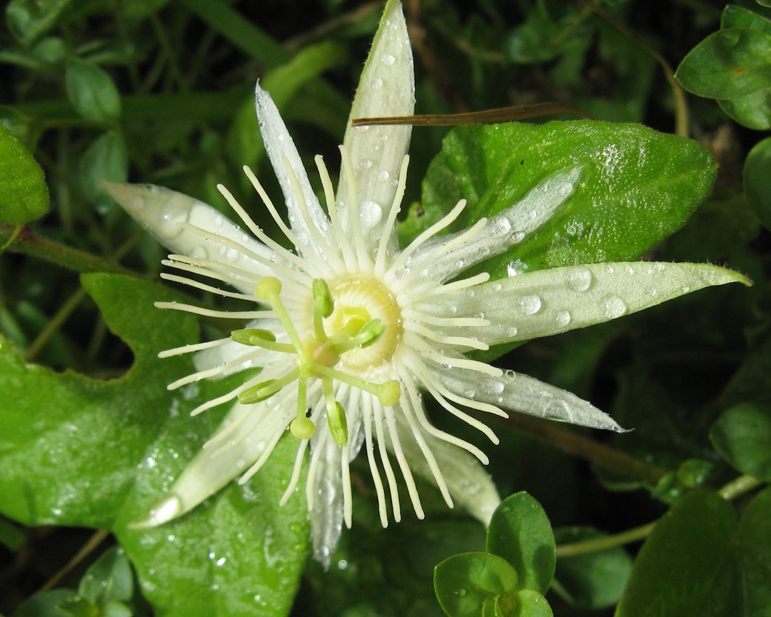 Passiflora Capsularis Pure White 5 Seeds - Etsy