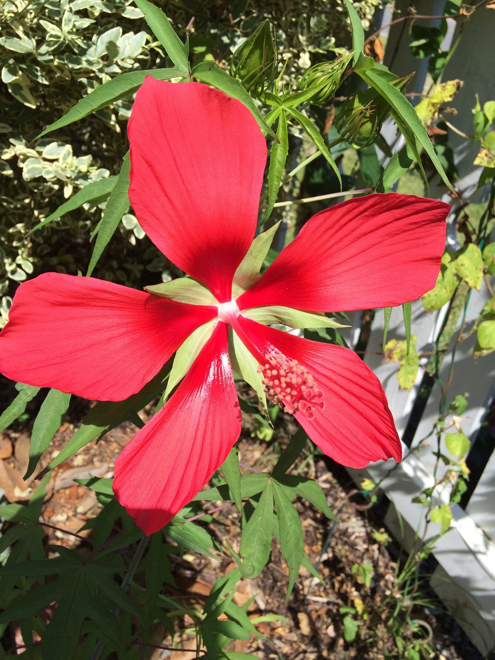 Hibiscus Coccinea Red Texas Star Quart Plant | Etsy