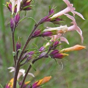 Ipomopsis Aggregata Skyrocket Trumpet 10 Seeds - Etsy