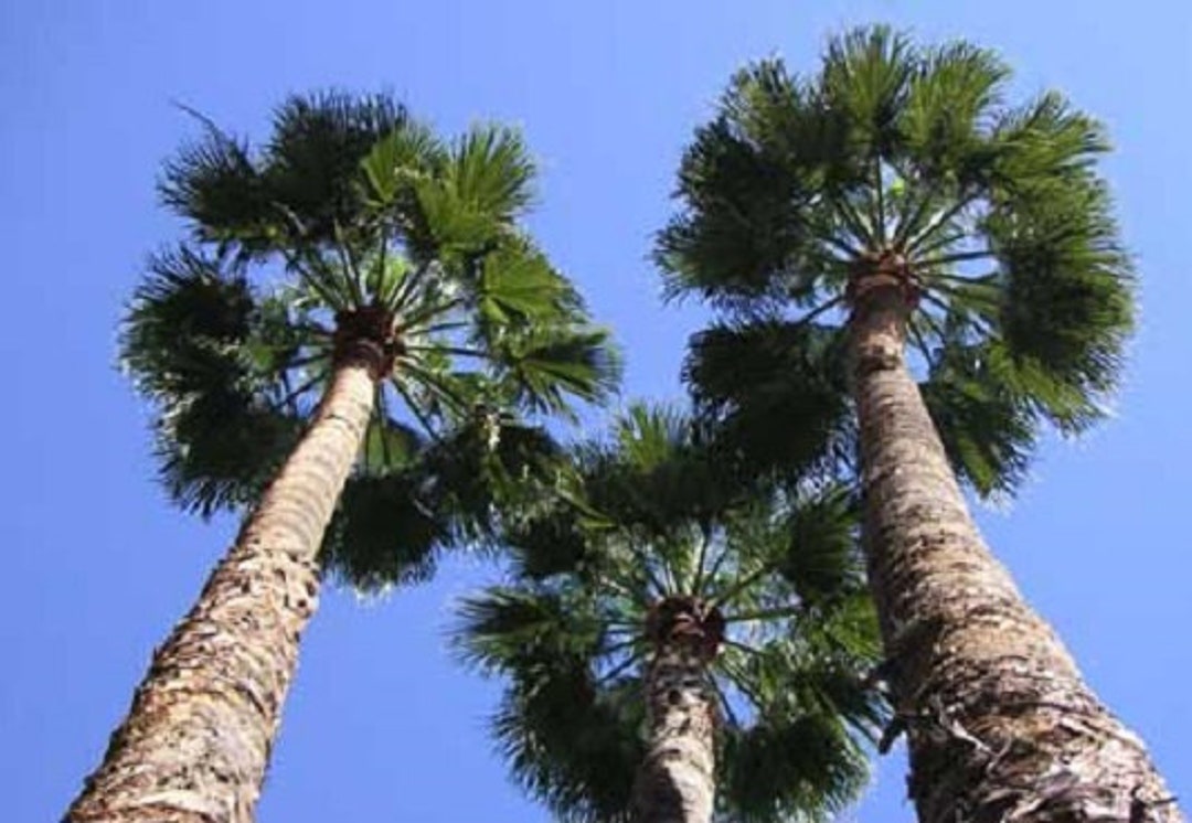 Washingtonia Robusta Mexican Fan Palm 10 Seeds - Etsy